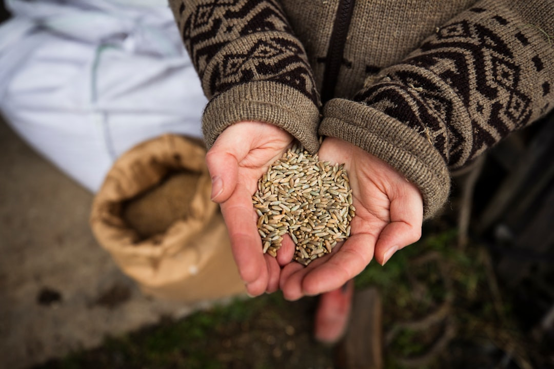 Ancient Grains: What Are They And Why Do They Matter?